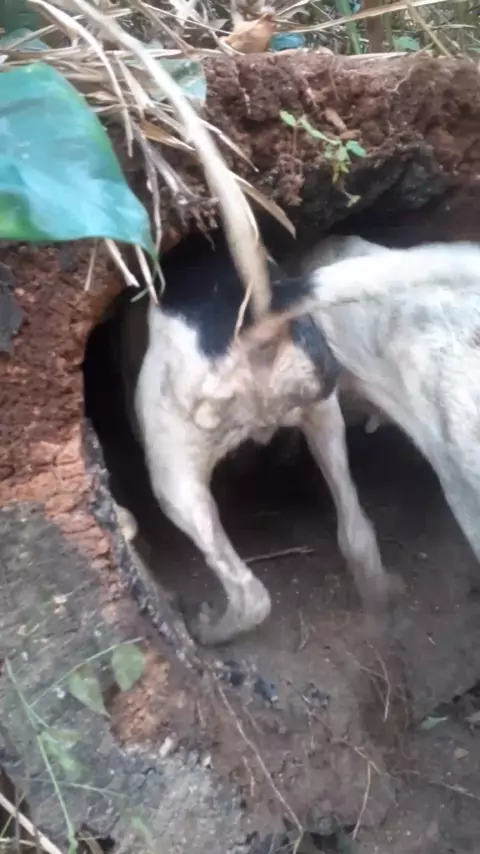 caçada de catitu | Discover