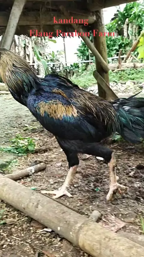 Peternak ayam hias/fighter kandang "Elang Parabon ...| Kwai