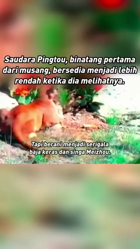 brother musang