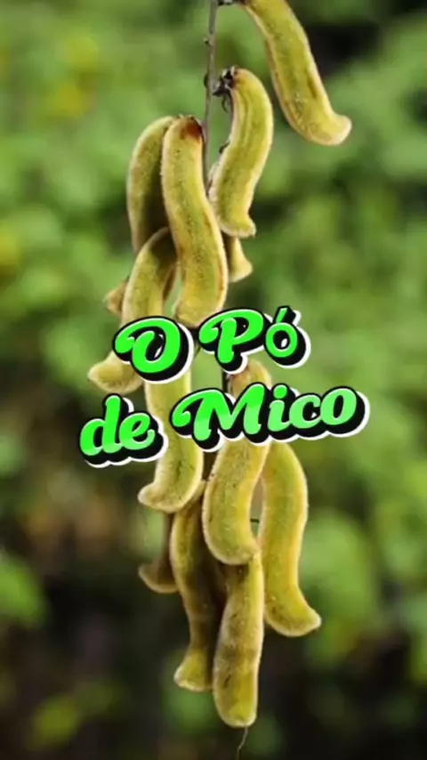 como fazer po de mico caseiro | Discover