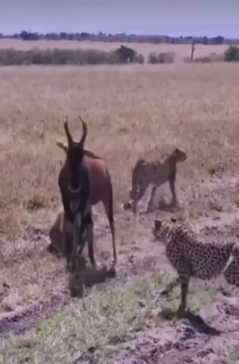 charent bears bocor | Discover