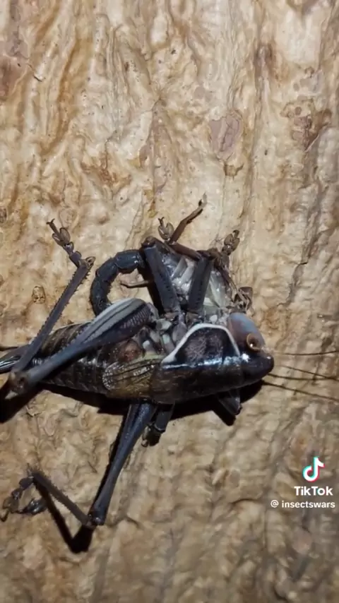 tamamushi giyuu insects