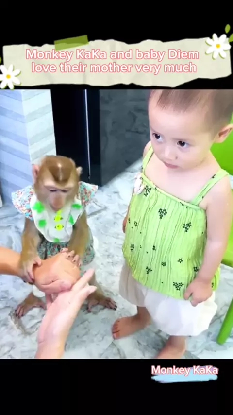 where does monkey kaka and baby diem live | Discov ...| SnackVideo