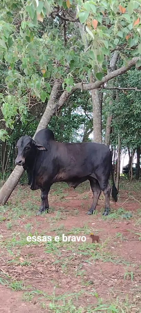 boi preto xifrando j chao | Discover