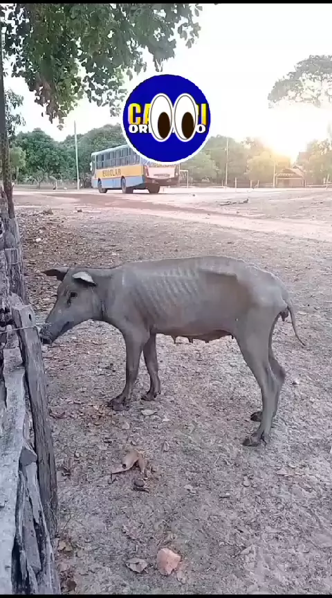 foto de porco magro & meme do porco magro| Discove ...| Kwai