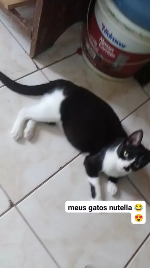 sarah pacheco:meus gatinhos