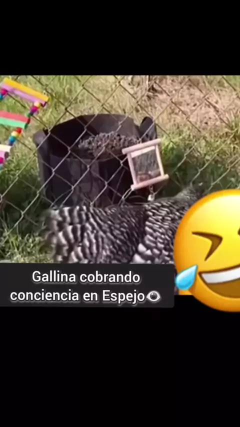 gallina desnutrida meme | Discover