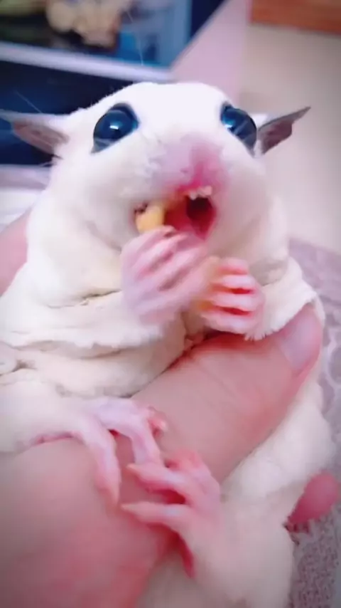 vampire bite gif anime & vampire biting neck gif| ...| Kwai