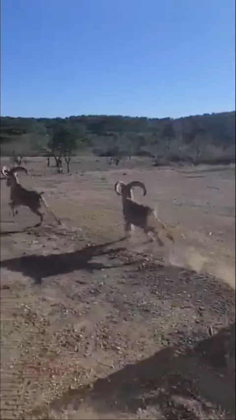 texas_gumdrop leaks | Discover