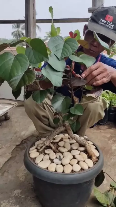 bonsai waru merah | Discover