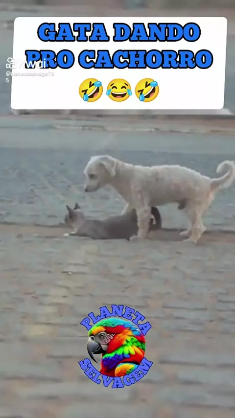 cachorro cruzando png | Discover