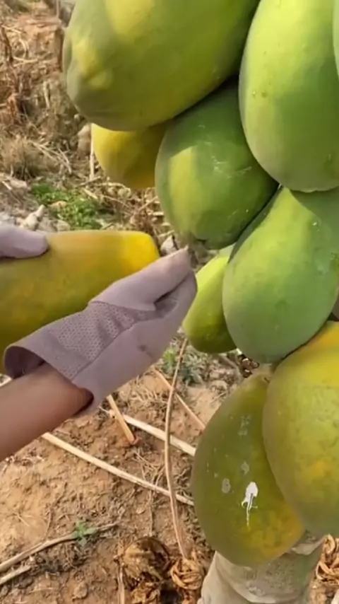 i have nine quadrillion simp gold coins แปลไทย