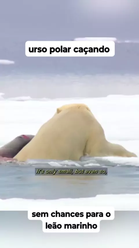 mihawk drop chances gpo