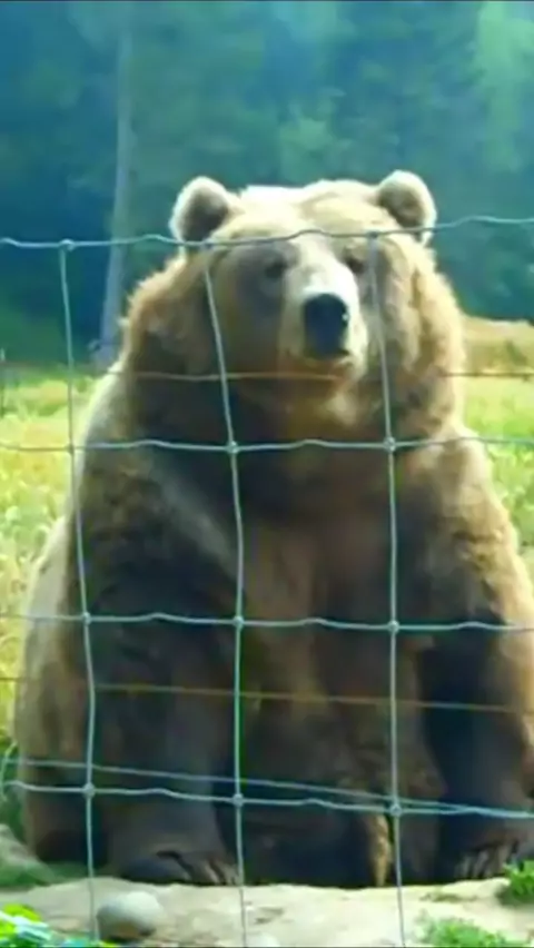 مسلسل hi brother