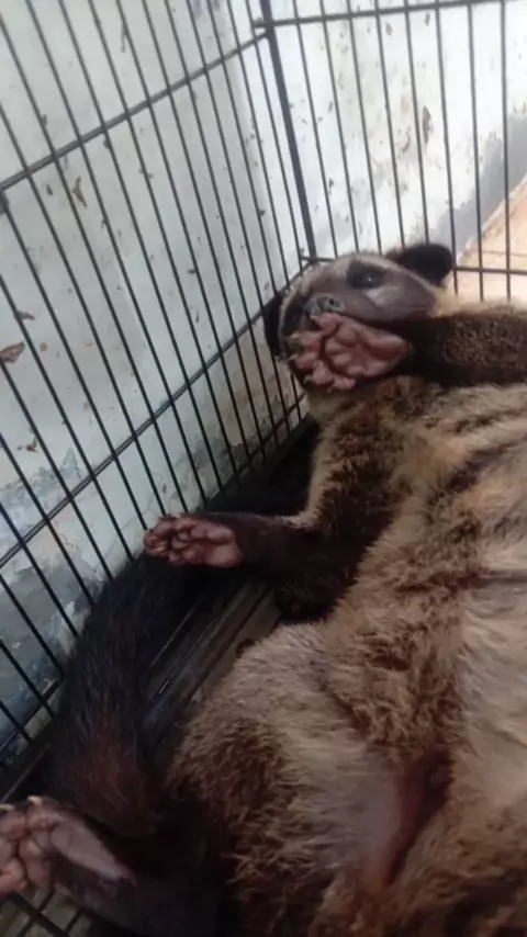 musang brother | Discover