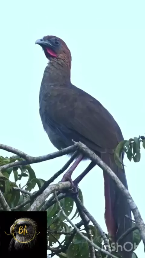 arachu+mp4 | Discover