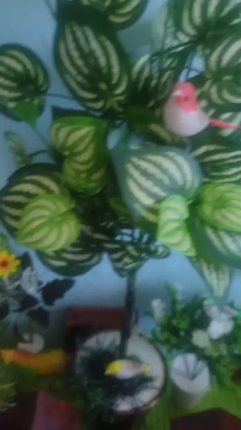 cosmo 346 muerde la banqueta