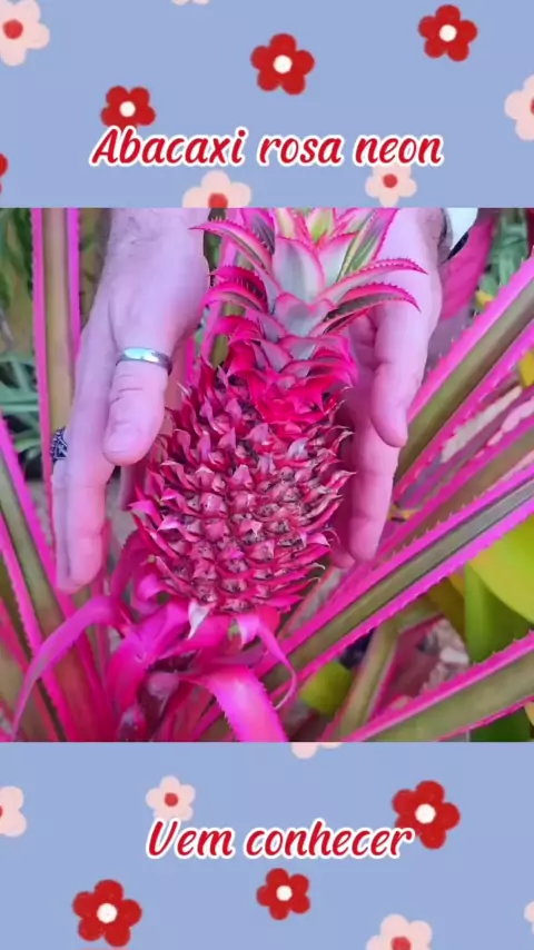 O abacaxi rosa neon, ou Ananas comosus "Pink", é u ...| Kwai