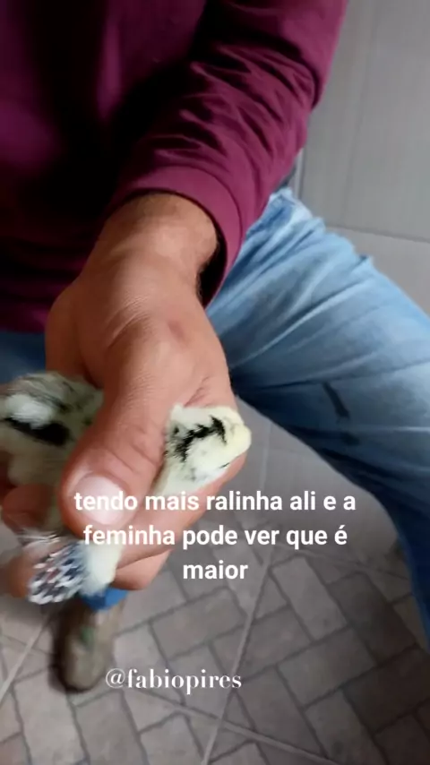 macho e femea:diferença entre o macho e a fêmea