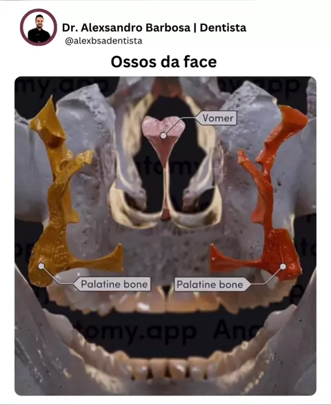 ossos do rosto:ossos da face