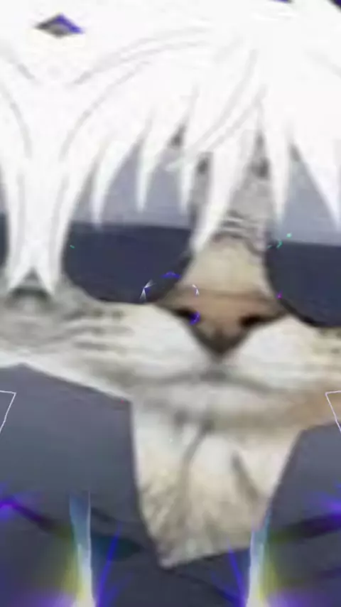 gato gojo cat meme:gojo cat