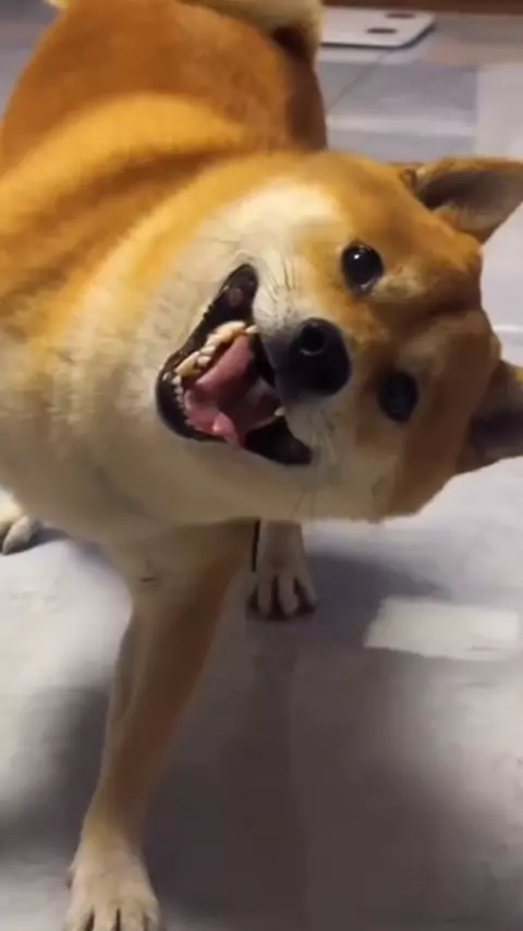 meme fofo:que fofinho