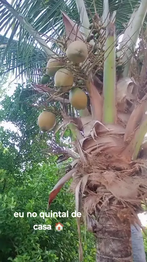 netio brito | Discover