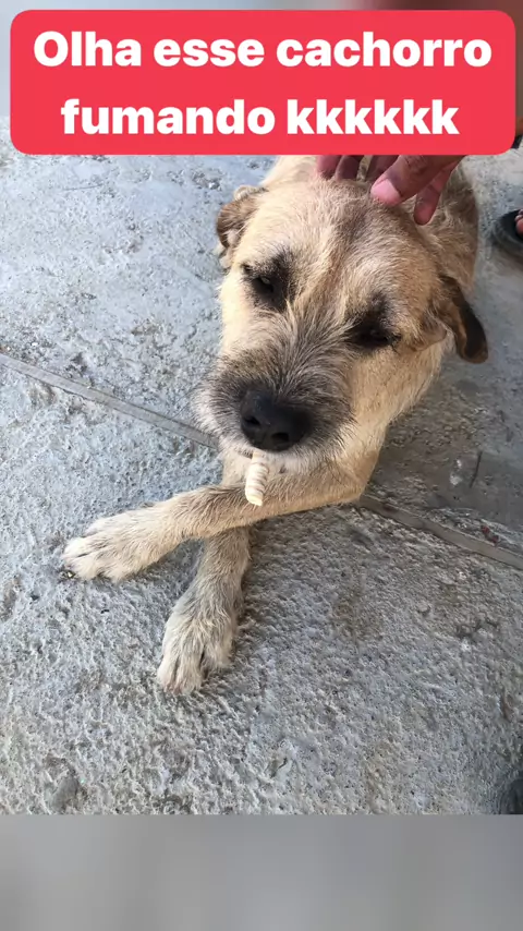 meme cachorro chapado:olhem esse cachorro fumando, ...| Kwai