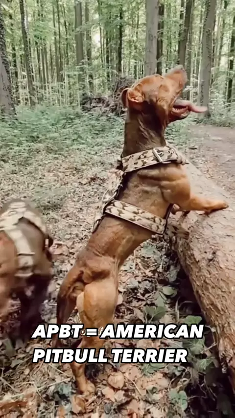 Explicação dopitbull apbt original